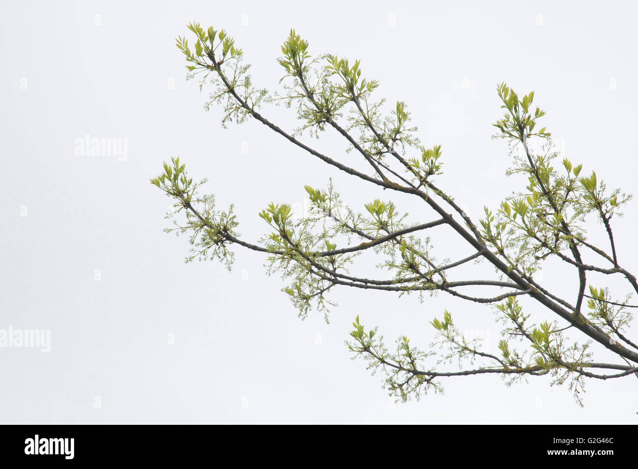New Leaves Growing on Tree Branch Stock Photo - Alamy