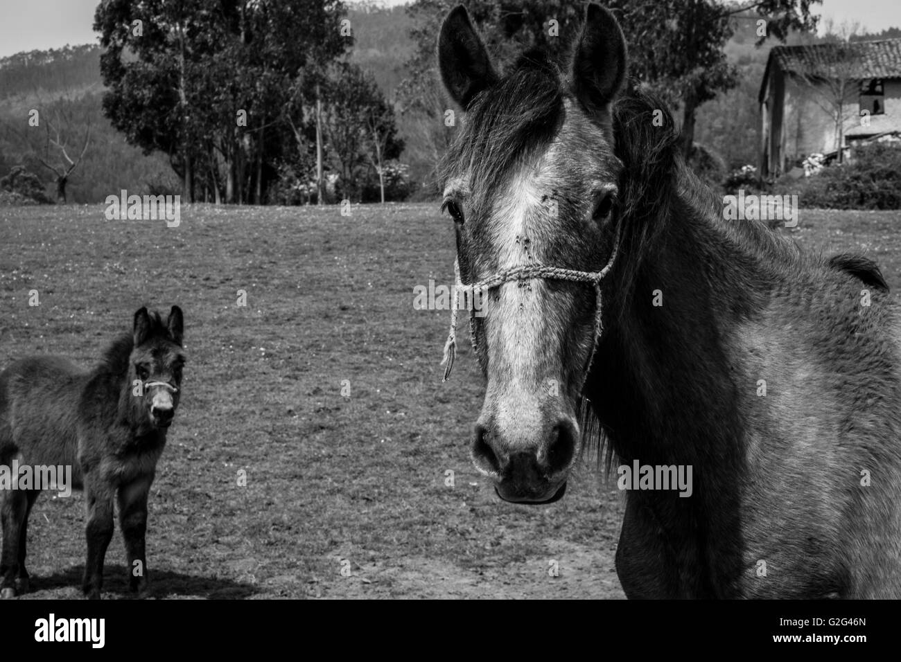 Horses close up in Black and White Stock Photos & Images - Alamy