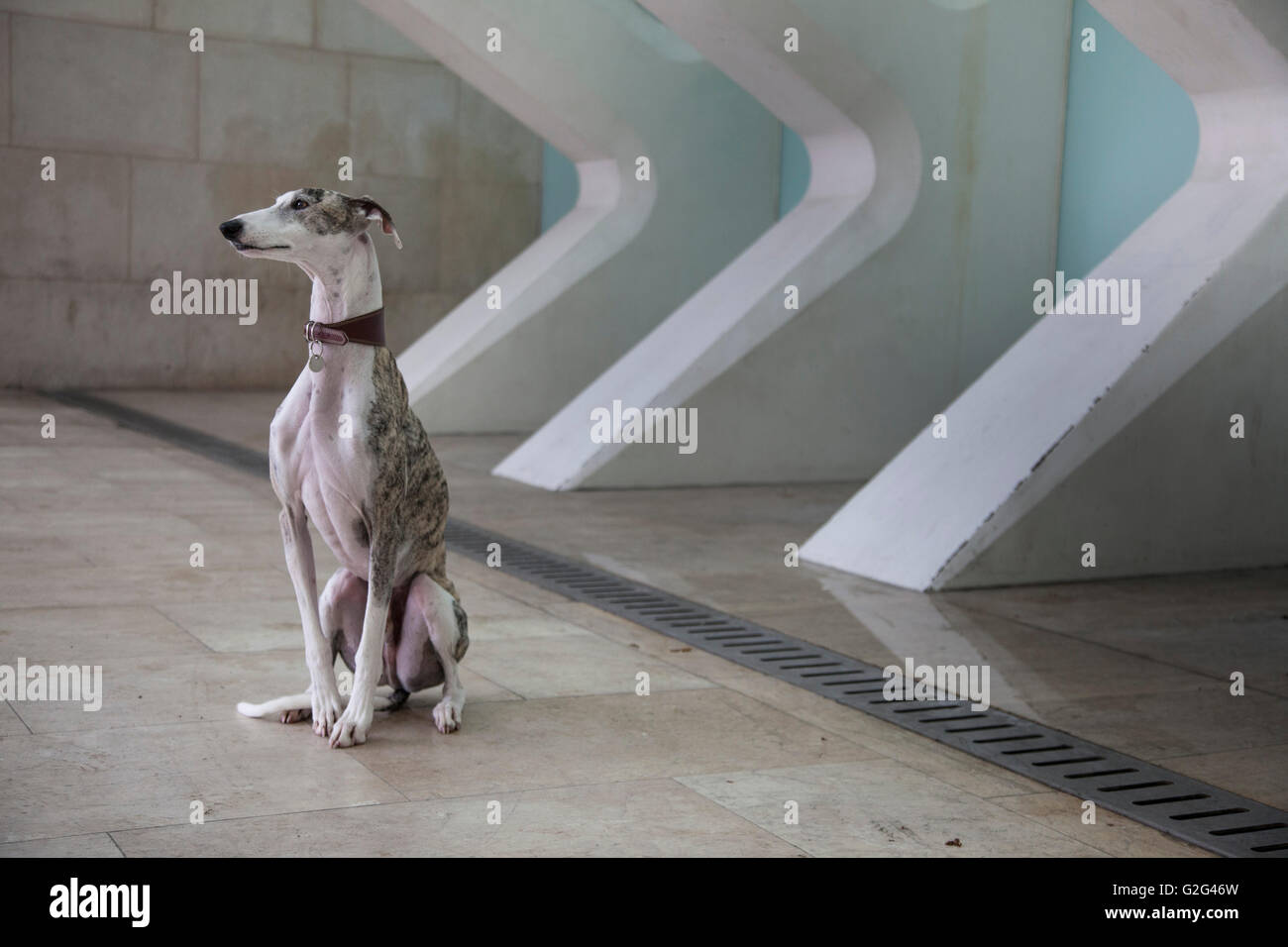 Greyhound dog hi-res stock photography and images - Alamy