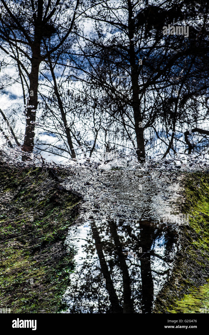 Trees Reflected in Puddle Stock Photo - Alamy
