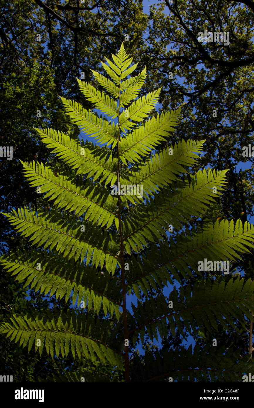 Green fern plants hi-res stock photography and images - Alamy