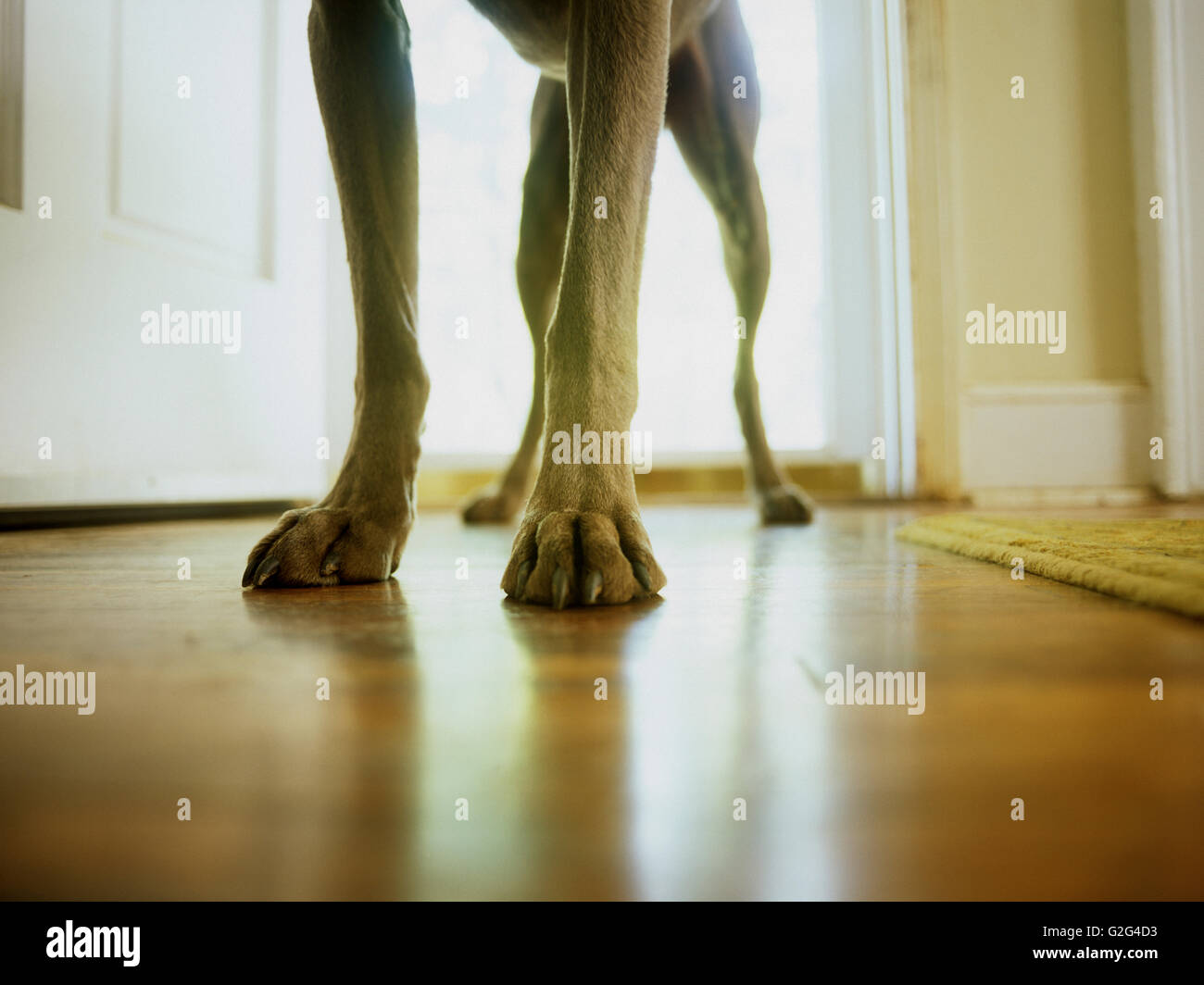 Dogs legs hi-res stock photography and images - Alamy