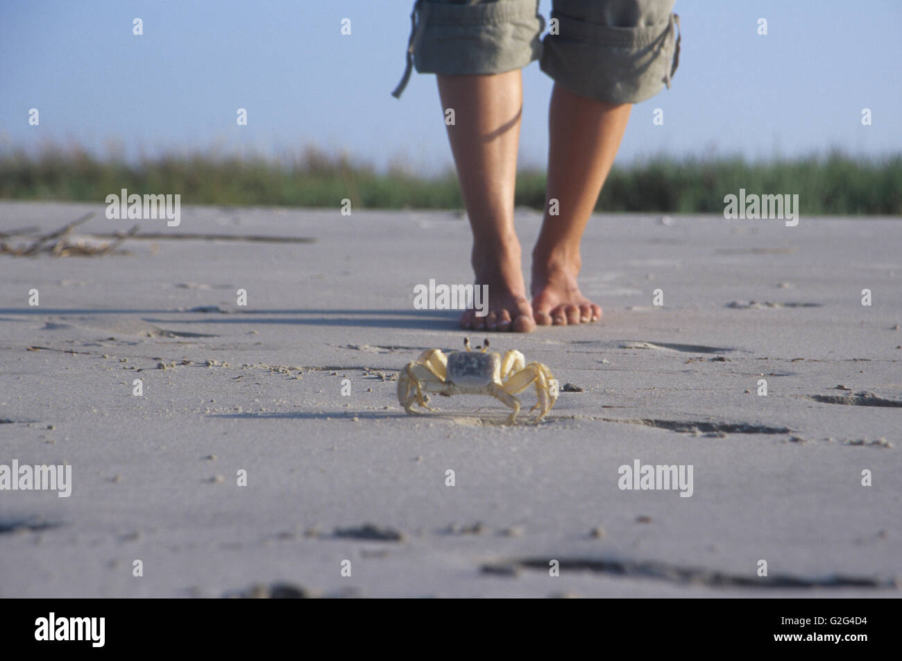 Crab Feet High Resolution Stock Photography and Images - Alamy