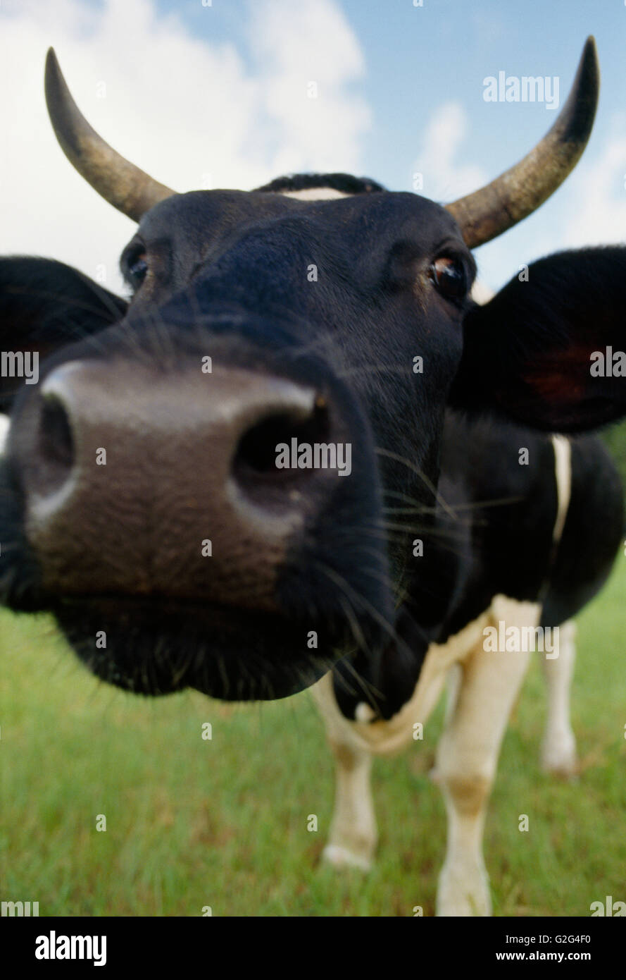Cow Close Up Stock Photo - Alamy