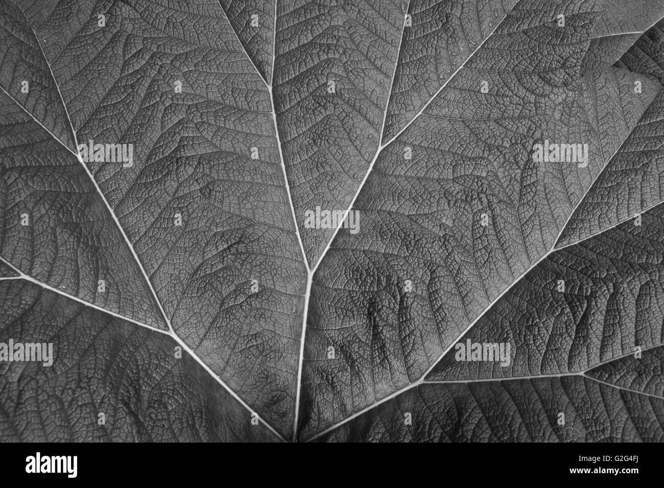 Leaf texture background Black and White Stock Photos & Images - Alamy