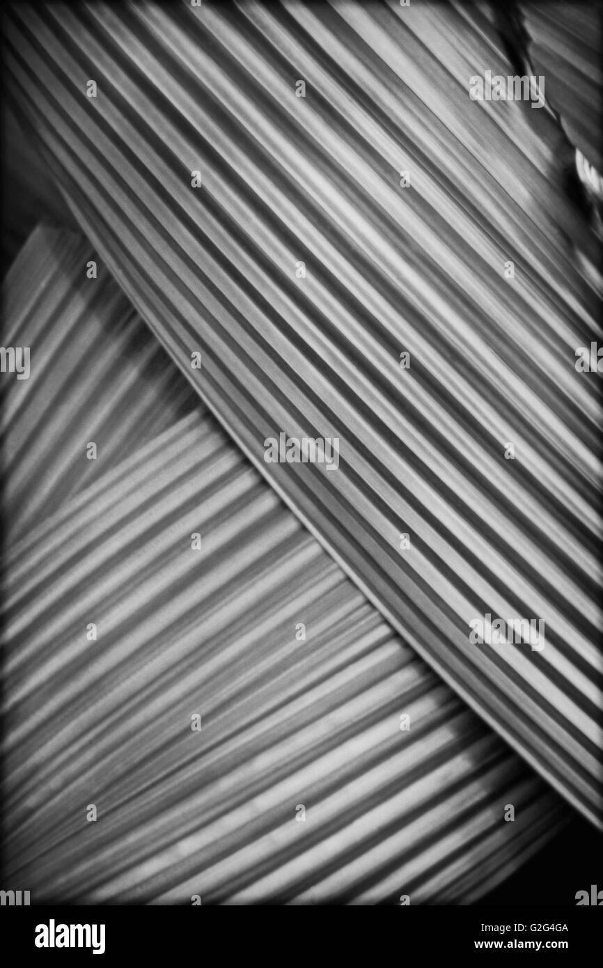 Abstract Palm Frond Detail 2 Stock Photo - Alamy