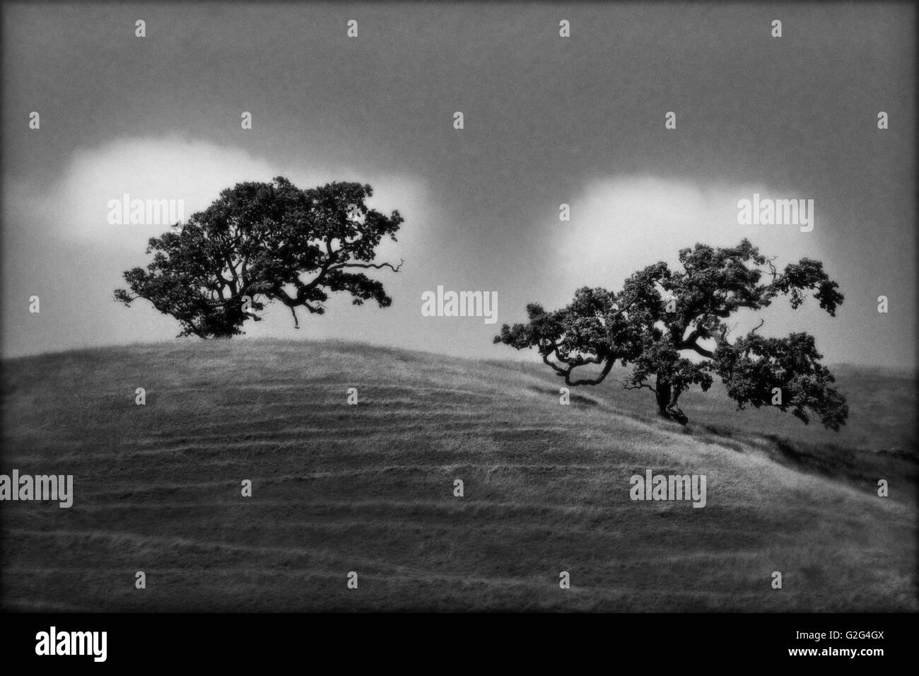 Pair of oak trees hi-res stock photography and images - Alamy