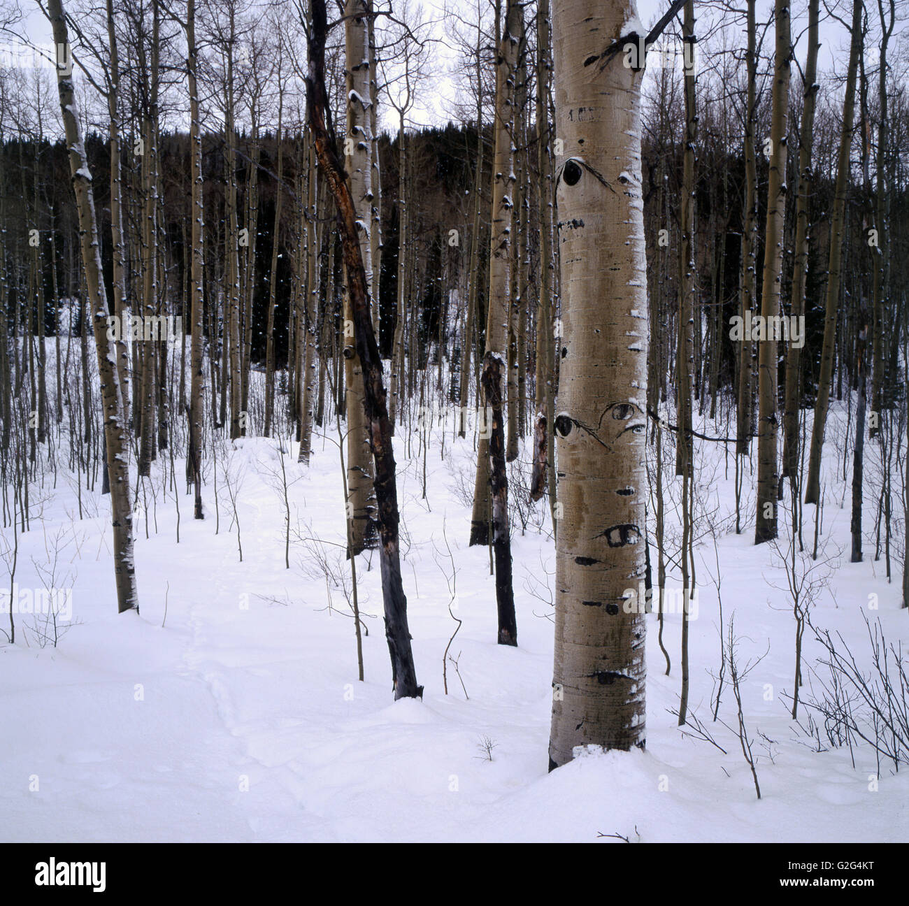 Snowy Winter Aspen Grove Stock Photo - Alamy