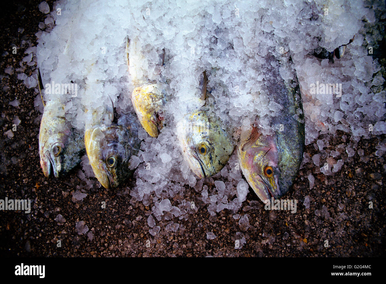 Fish Covered with Ice Stock Photo - Alamy