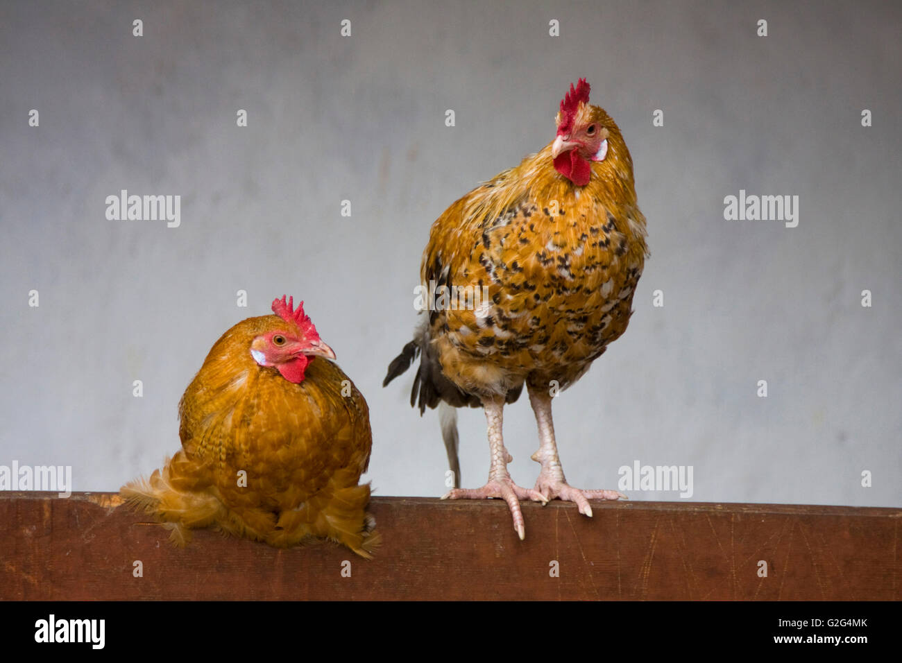 Two roosters birds hi-res stock photography and images - Alamy