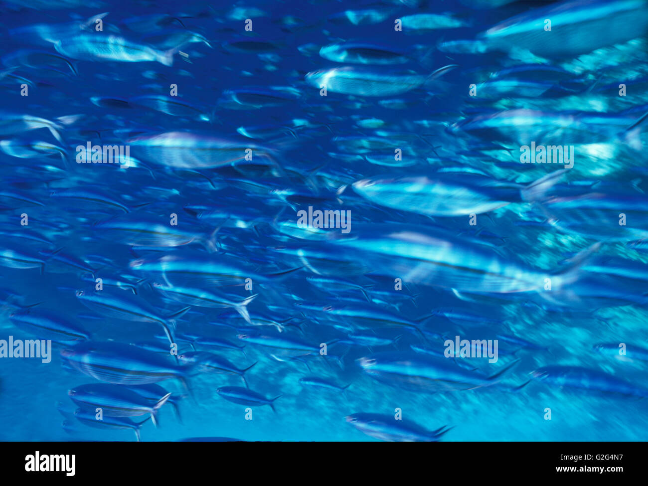 Schooling Fish in Blue Water, Caribbean Stock Photo - Alamy
