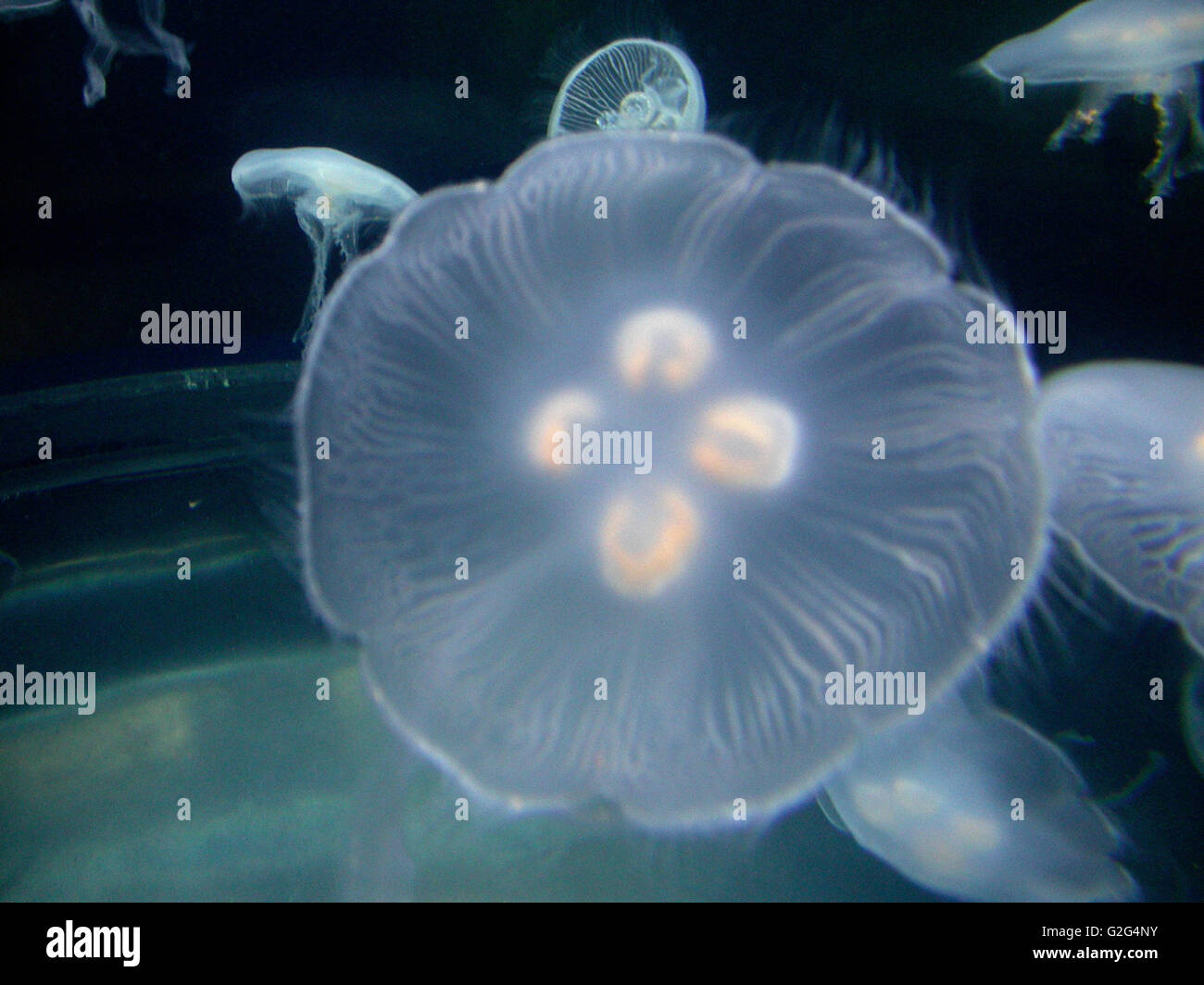 Spineless creature hi-res stock photography and images - Alamy