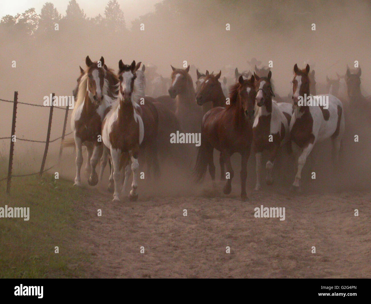 Dust stampede hi-res stock photography and images - Alamy