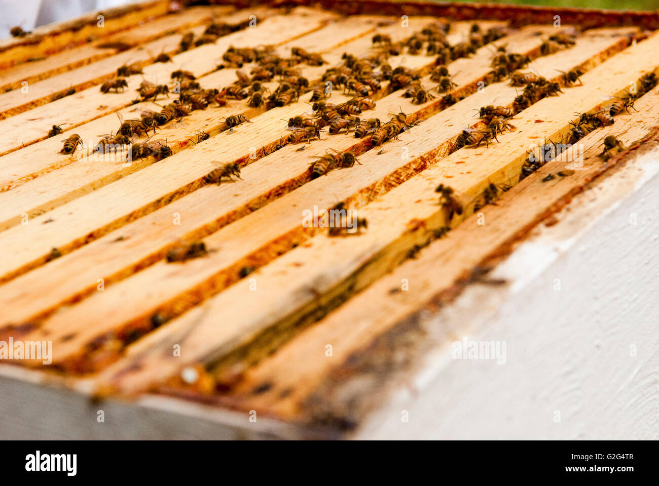 Bees and Beehive, Close-Up Stock Photo - Alamy