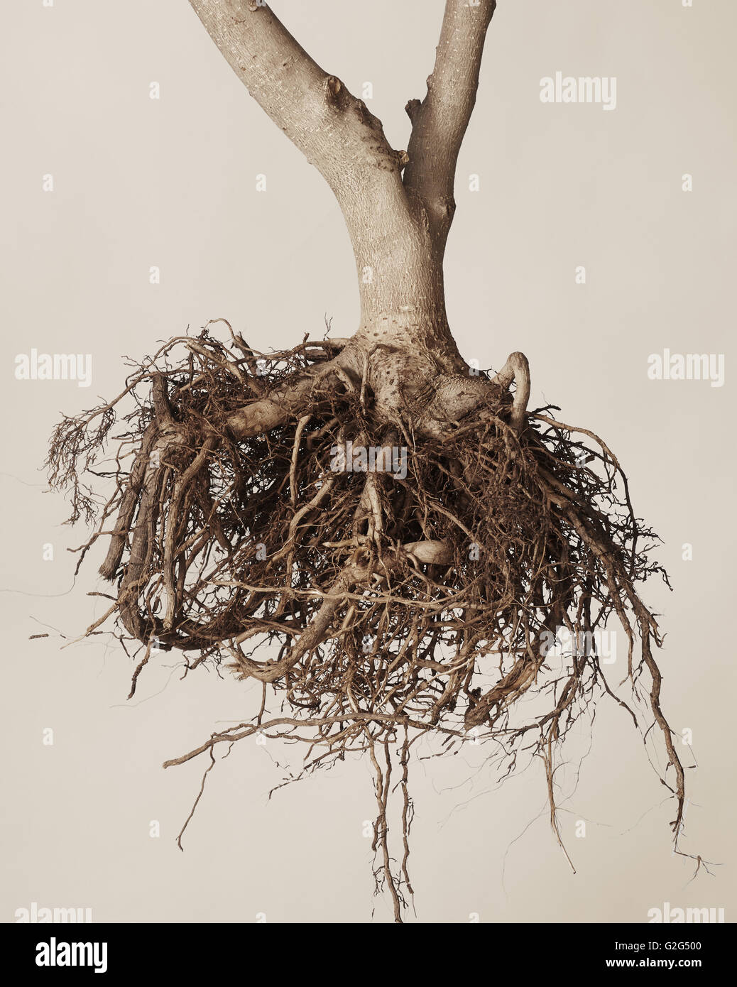 Tree Roots Against White Background Stock Photo - Alamy