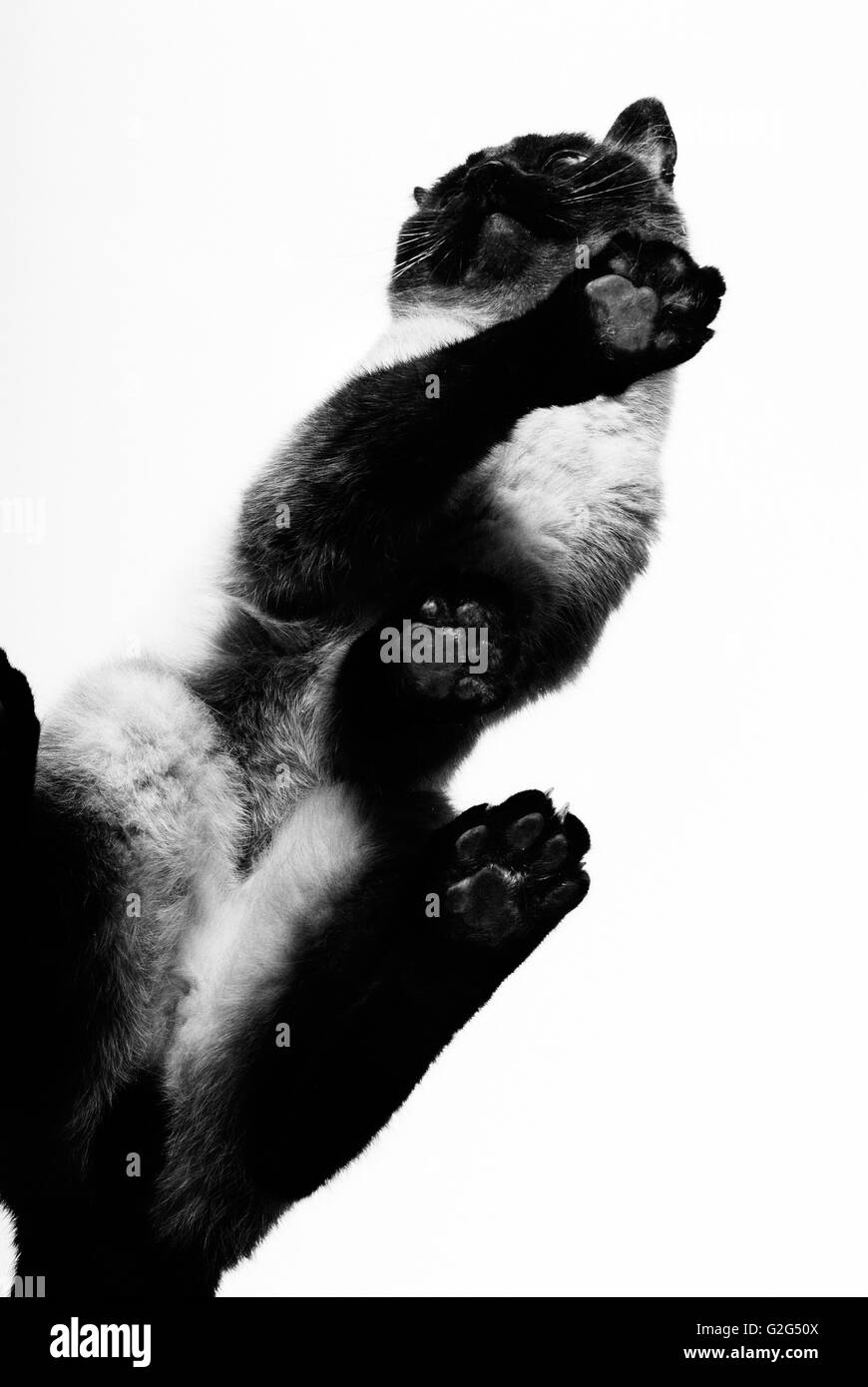 Cat Viewed From Below Stock Photo - Alamy
