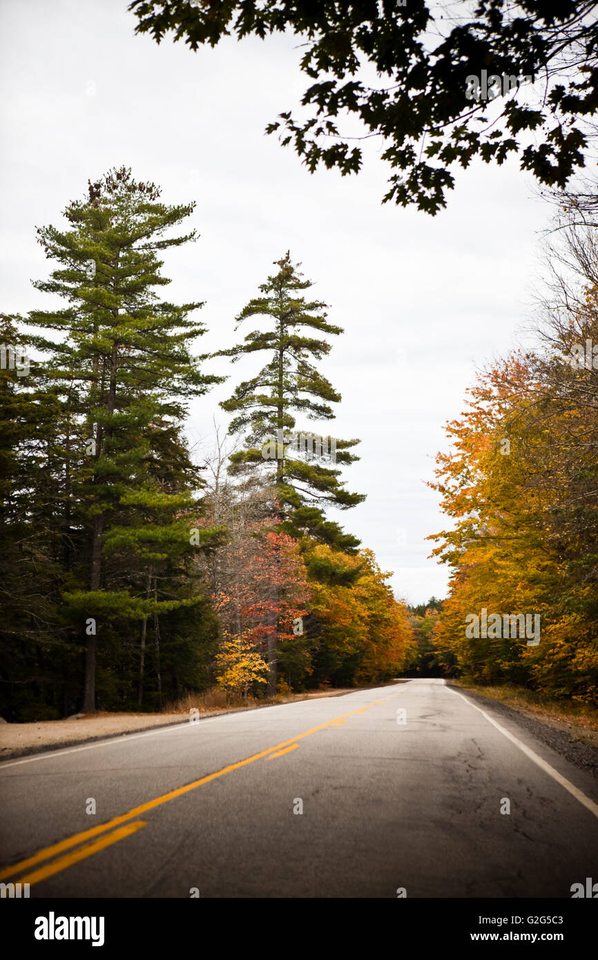 Autumn Road and Trees Stock Photo - Alamy