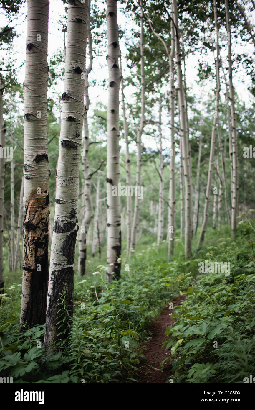 Aspen trees along forest hi-res stock photography and images - Alamy