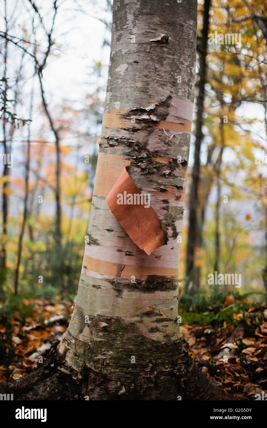 Outdoor peeling hi-res stock photography and images - Alamy