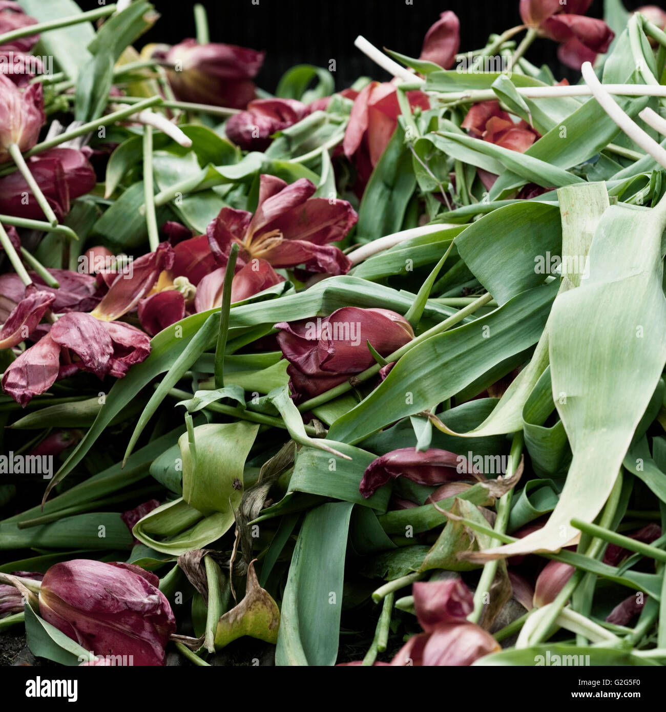 Dead tulips hi-res stock photography and images - Alamy