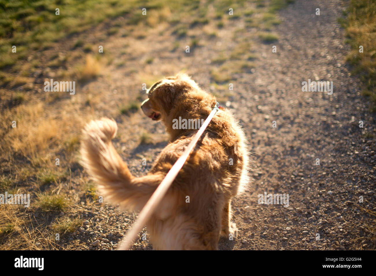 Dog on Leash Stock Photo - Alamy