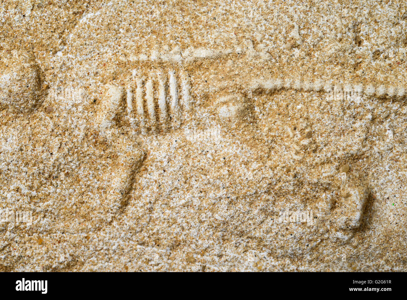 Dinosaur fossils hi-res stock photography and images - Alamy
