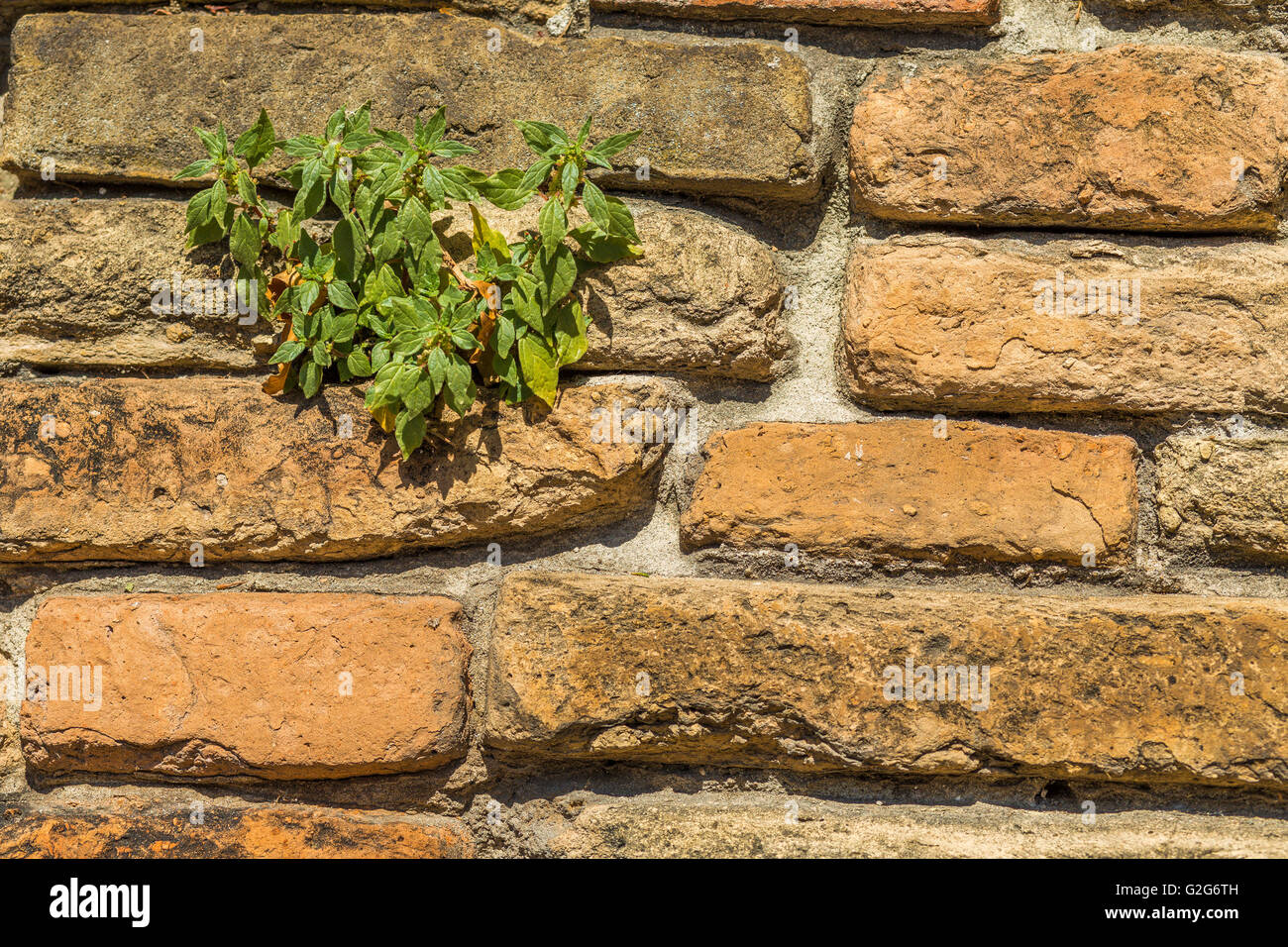 Old brick wall texture plant hi-res stock photography and images - Alamy