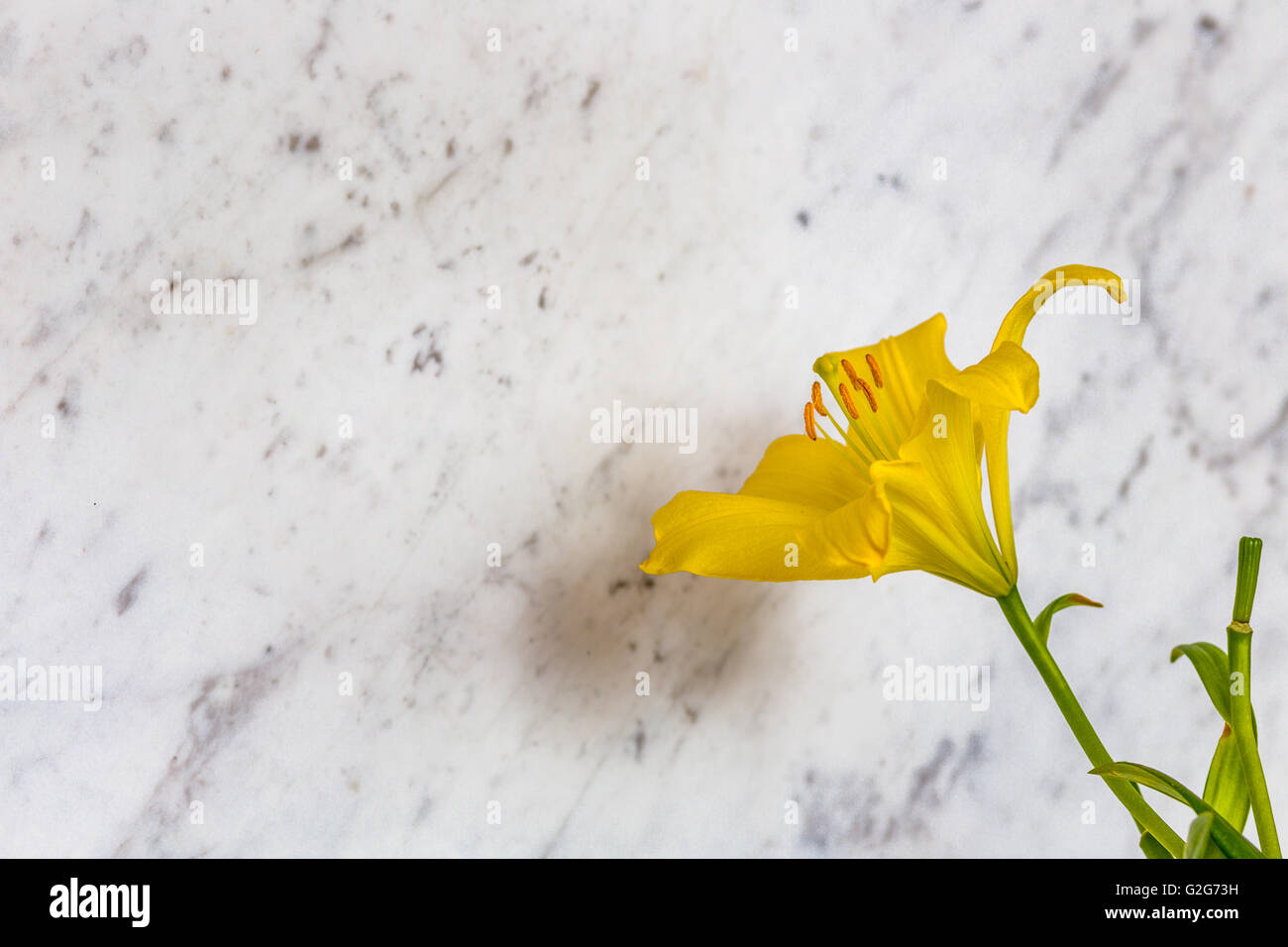 lily with yellow petals and orange stamens on a white marble slab as a ...