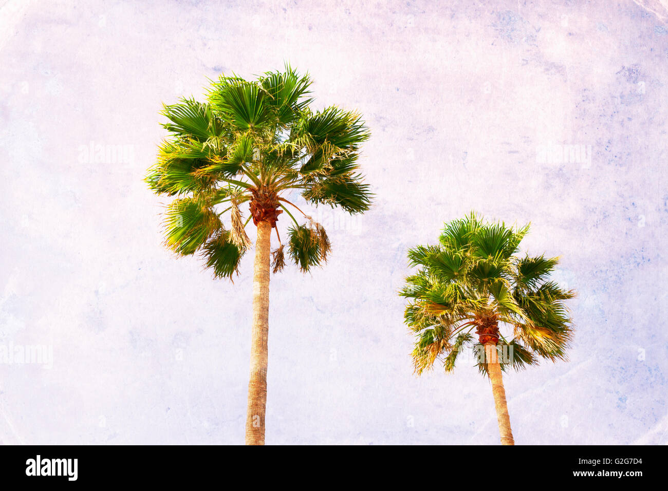 two palm tree Stock Photo - Alamy