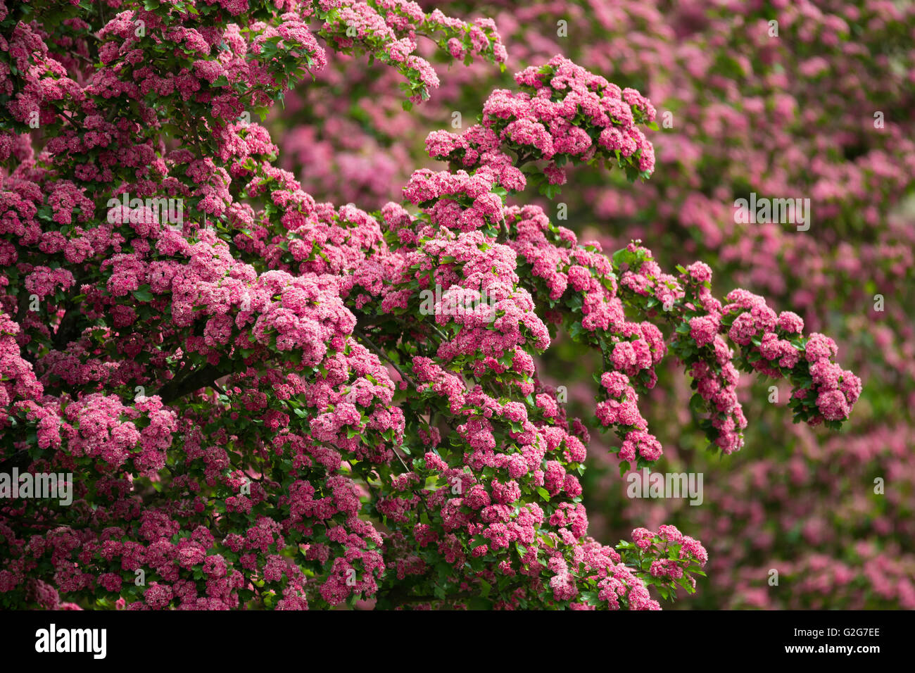 Flowers pink hawthorn close up. Hawthorn tree - in Latin Crataegus ...