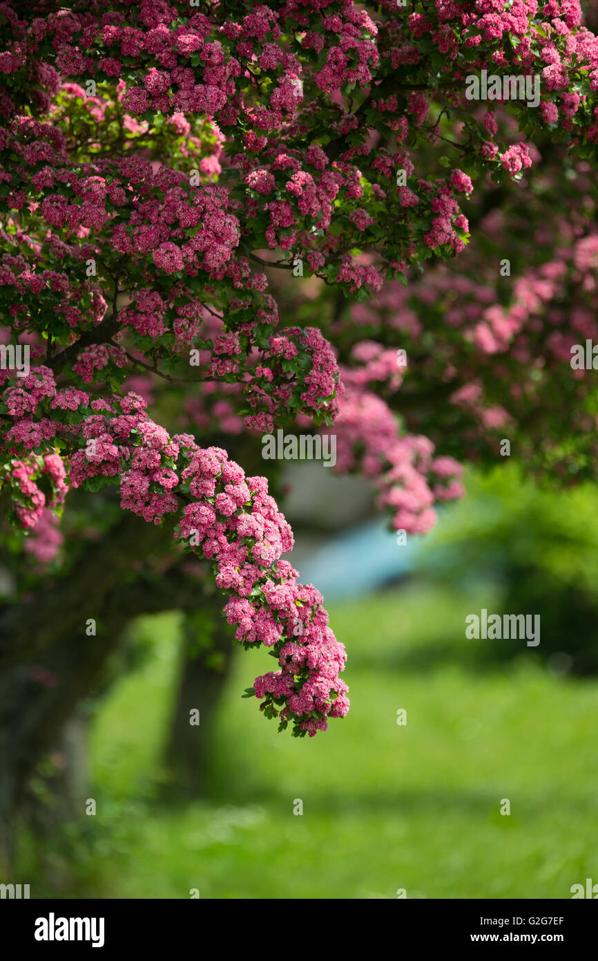 Flowers pink hawthorn close up. Hawthorn tree - in Latin Crataegus ...