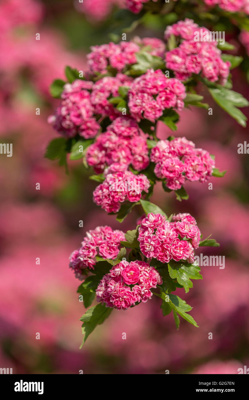 Flowers pink hawthorn close up. Hawthorn tree - in Latin Crataegus ...