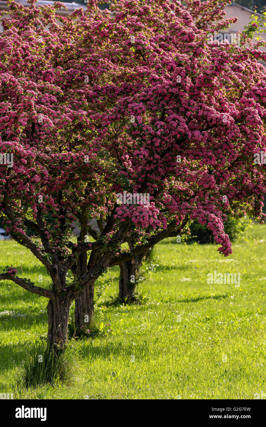 Hawthorn tree hi-res stock photography and images - Alamy