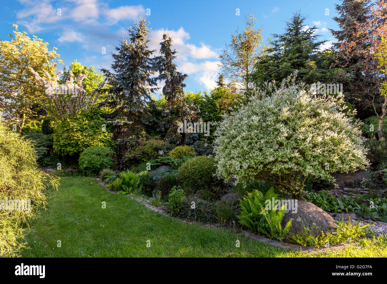 Beautiful spring garden design, with conifer trees, green grass and ...