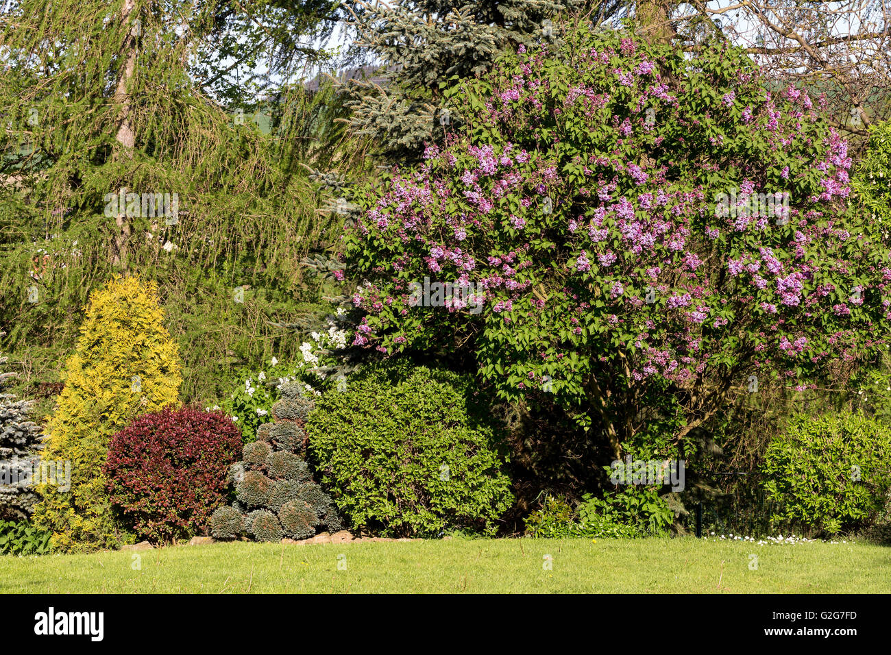Beautiful spring garden design, with conifer trees, green grass and ...