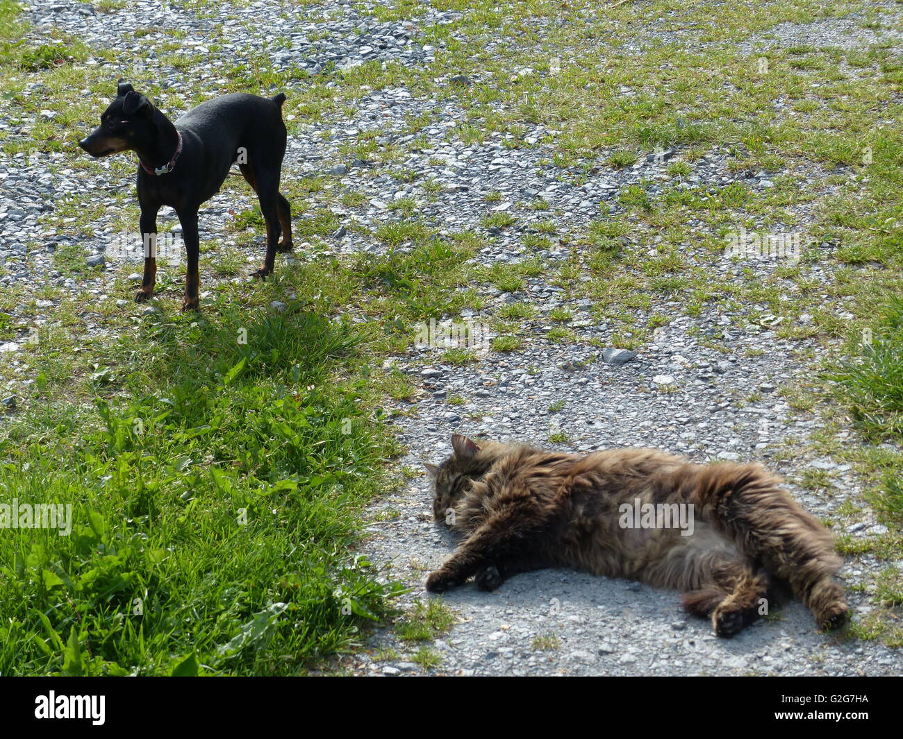Cat laying on gravel playing dead while mini doberman pincher stands ...