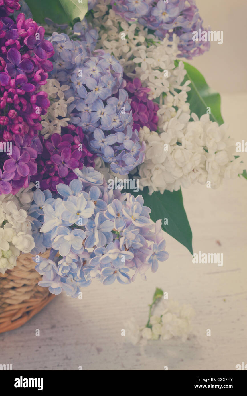Bunch of fresh lilac Stock Photo - Alamy