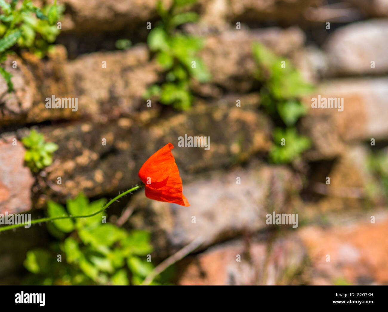 Poppy wall hi-res stock photography and images - Alamy