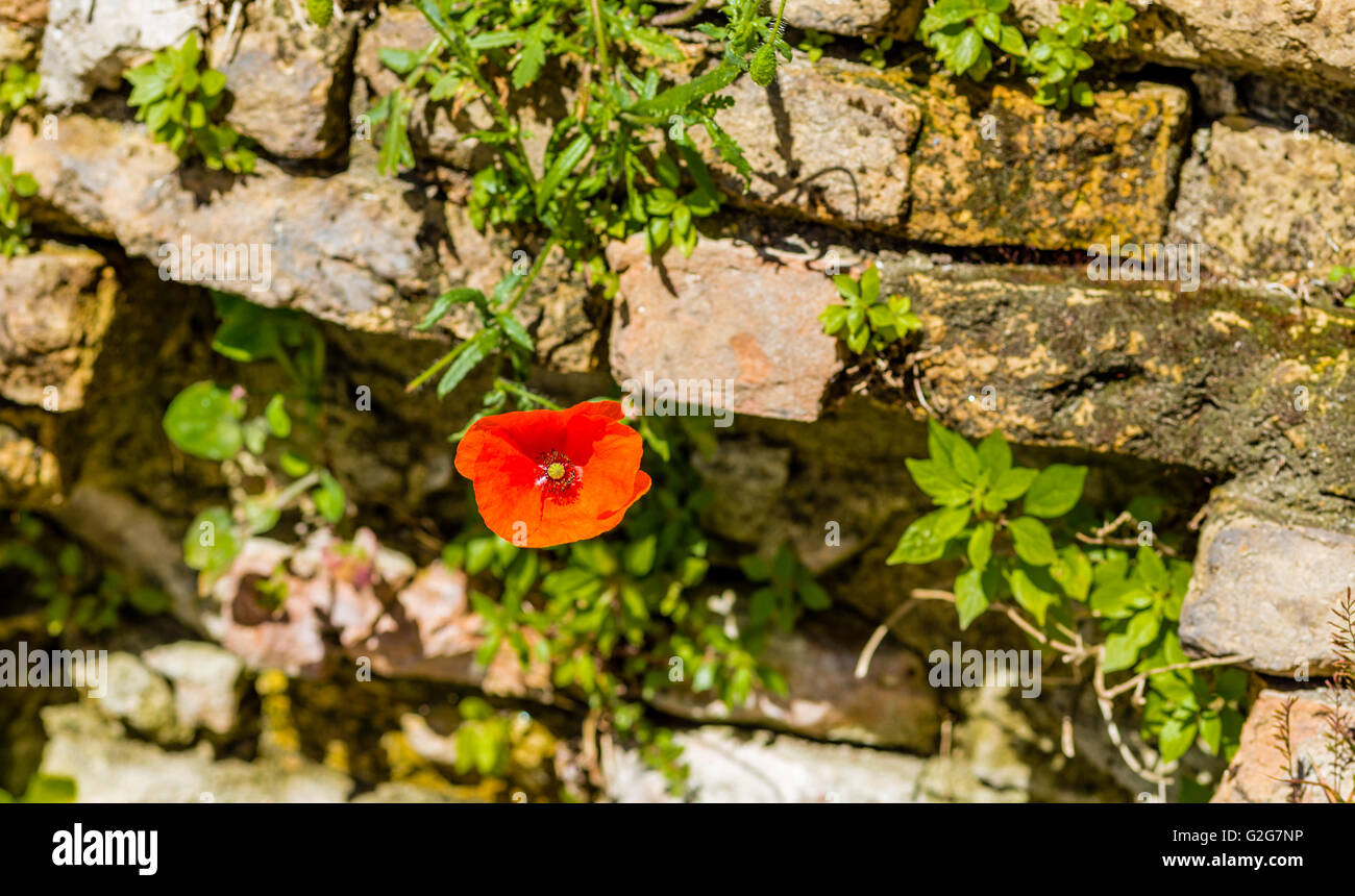 red poppy and green plants on old timeworn brick wall Stock Photo - Alamy