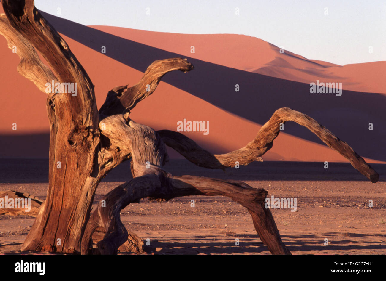 A dead tree stands in the dunes of the Namibian desert, Africa Stock ...