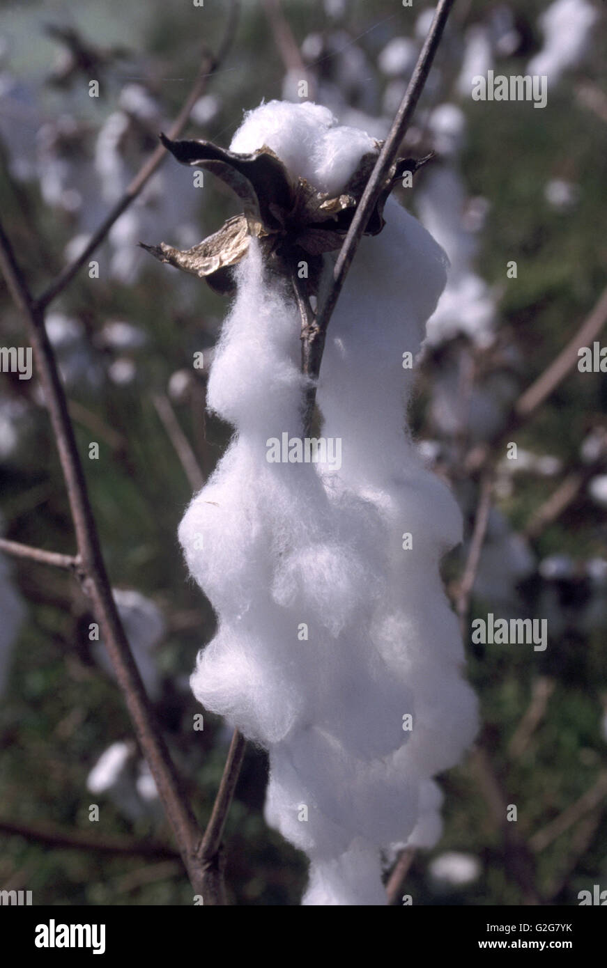 A cotton plant grows in a field. (Gossypium sp Stock Photo - Alamy