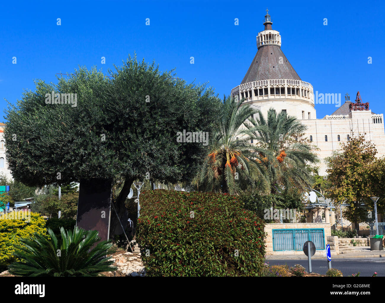Israel galilee olive tree hi-res stock photography and images - Alamy