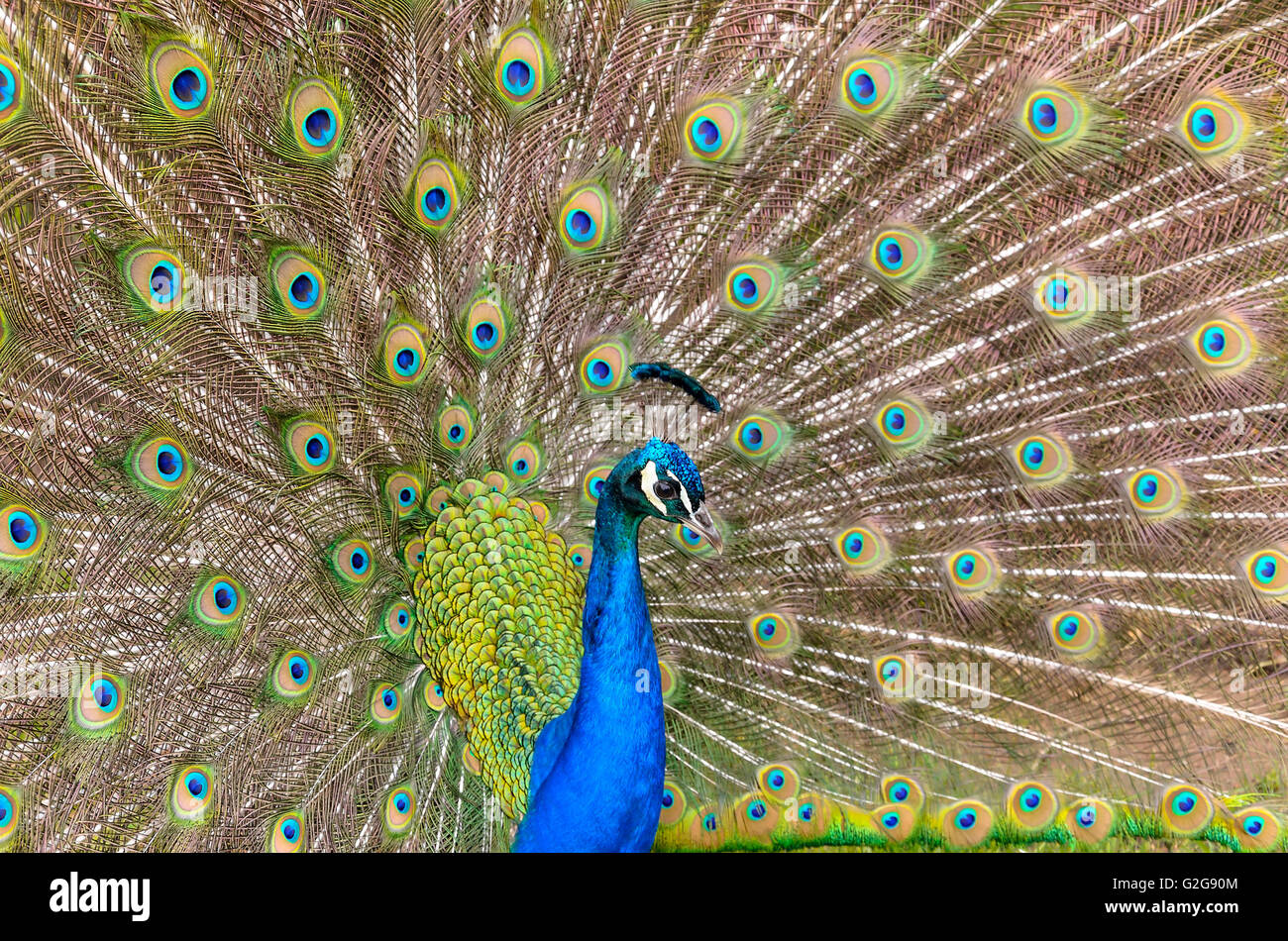 Peacock tail hi-res stock photography and images - Alamy