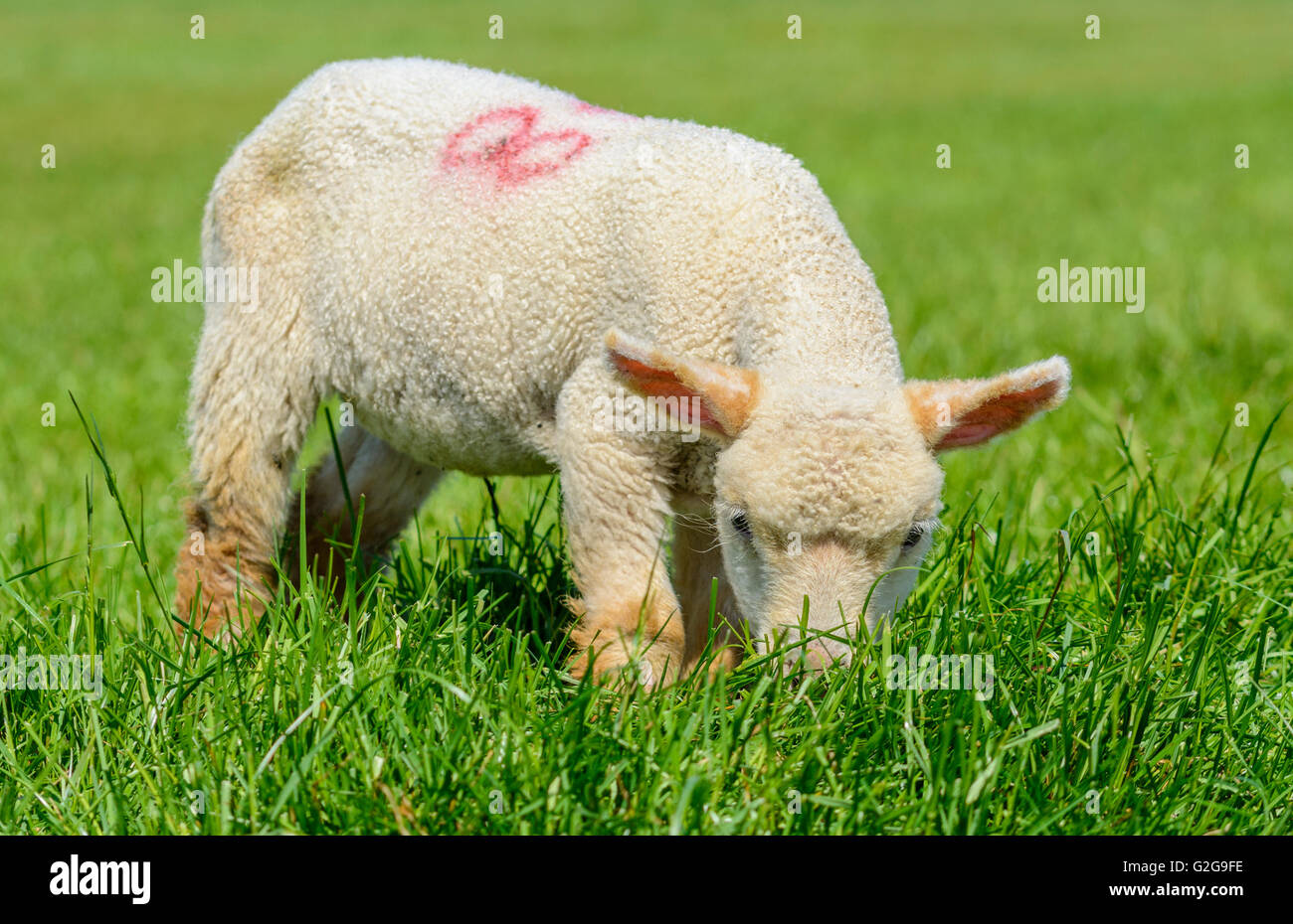 White lamb hi-res stock photography and images - Alamy