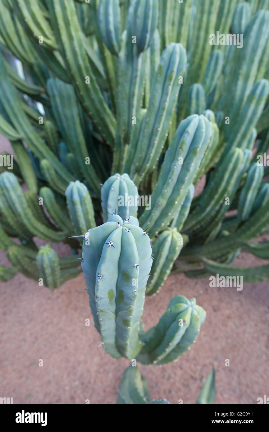 Myrtillocactus geometrizans hi-res stock photography and images - Alamy
