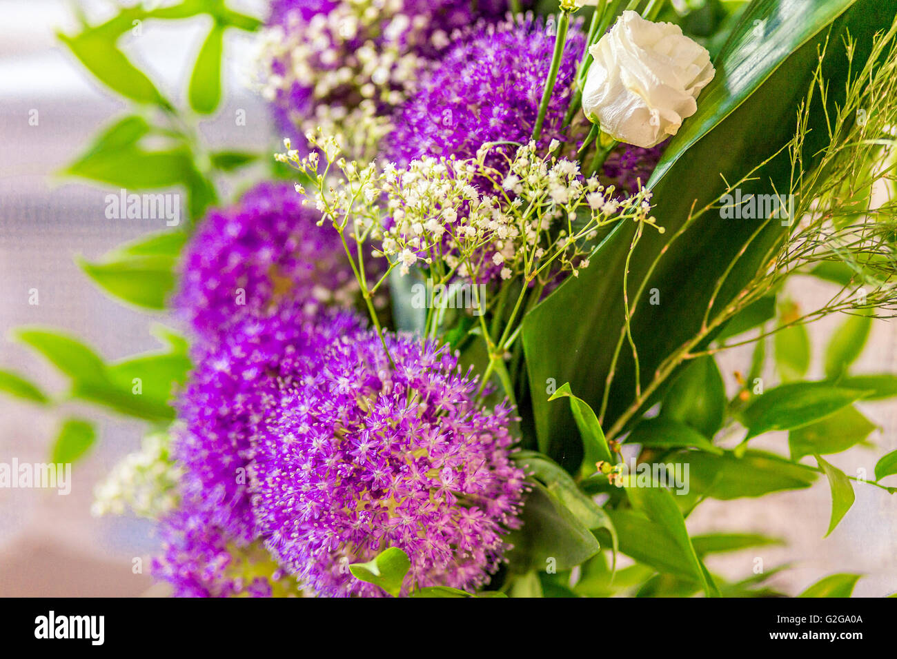 bouquet of lilac flowers of decorative garlic Stock Photo - Alamy