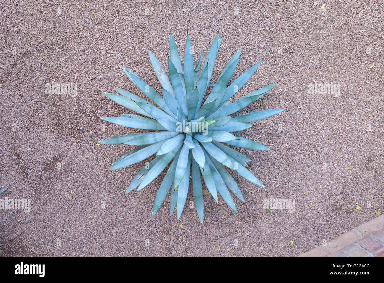 Agave macroacantha hi-res stock photography and images - Alamy