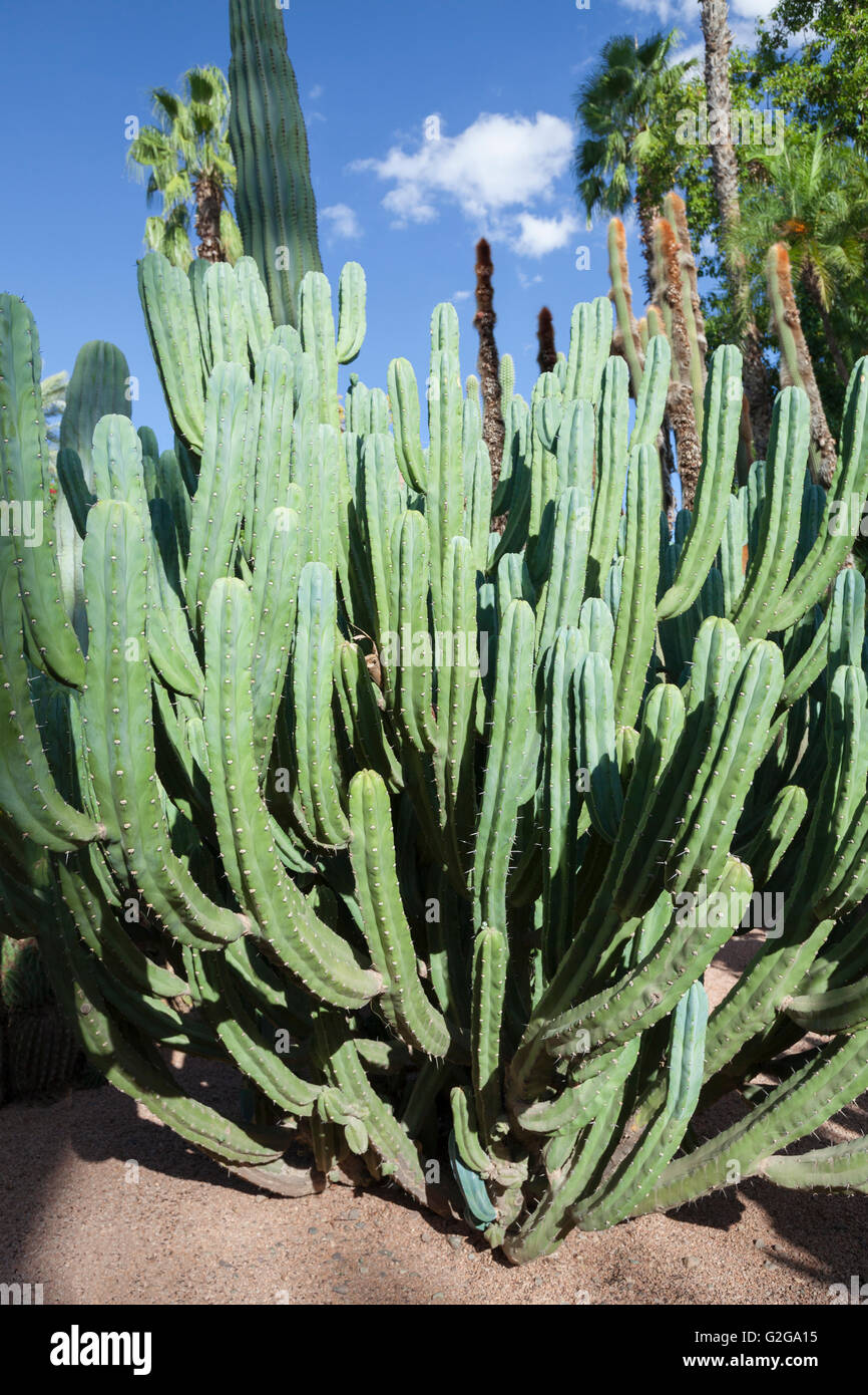 Cereus peruvianus hi-res stock photography and images - Alamy
