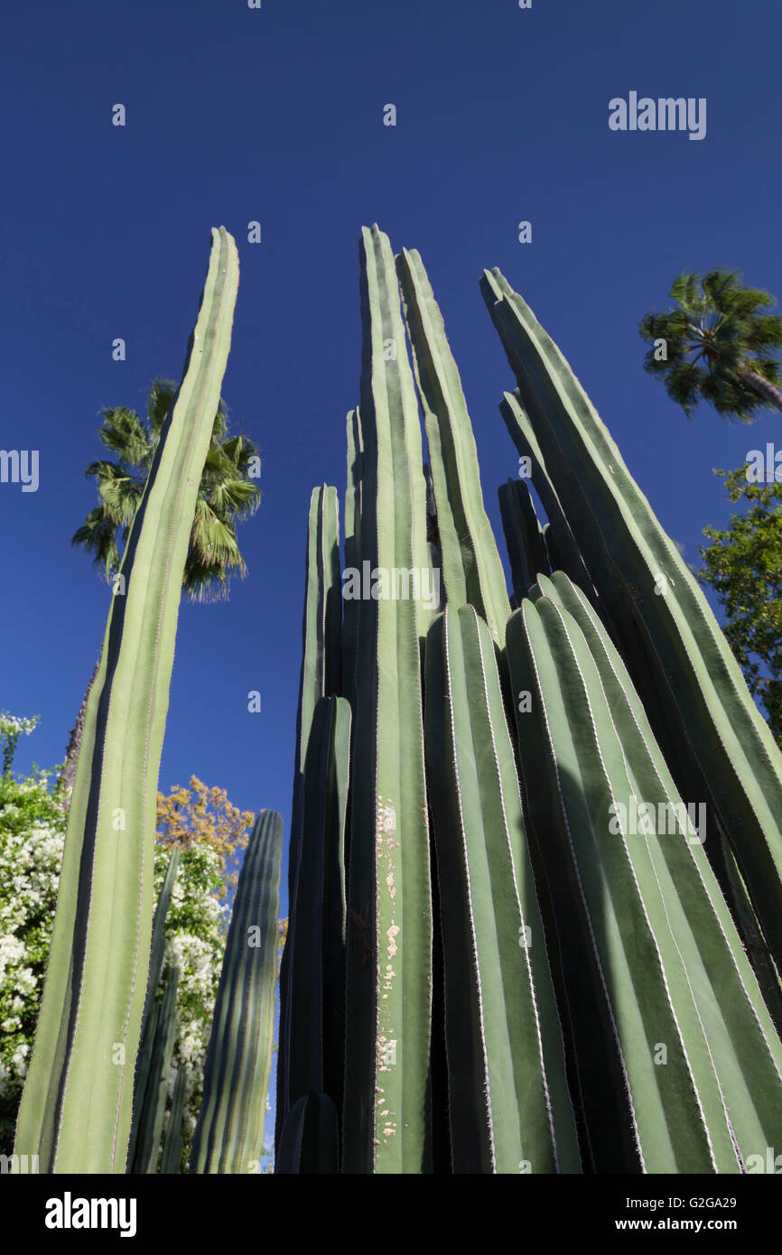 Pachycereus pringlei cactus hi-res stock photography and images - Alamy