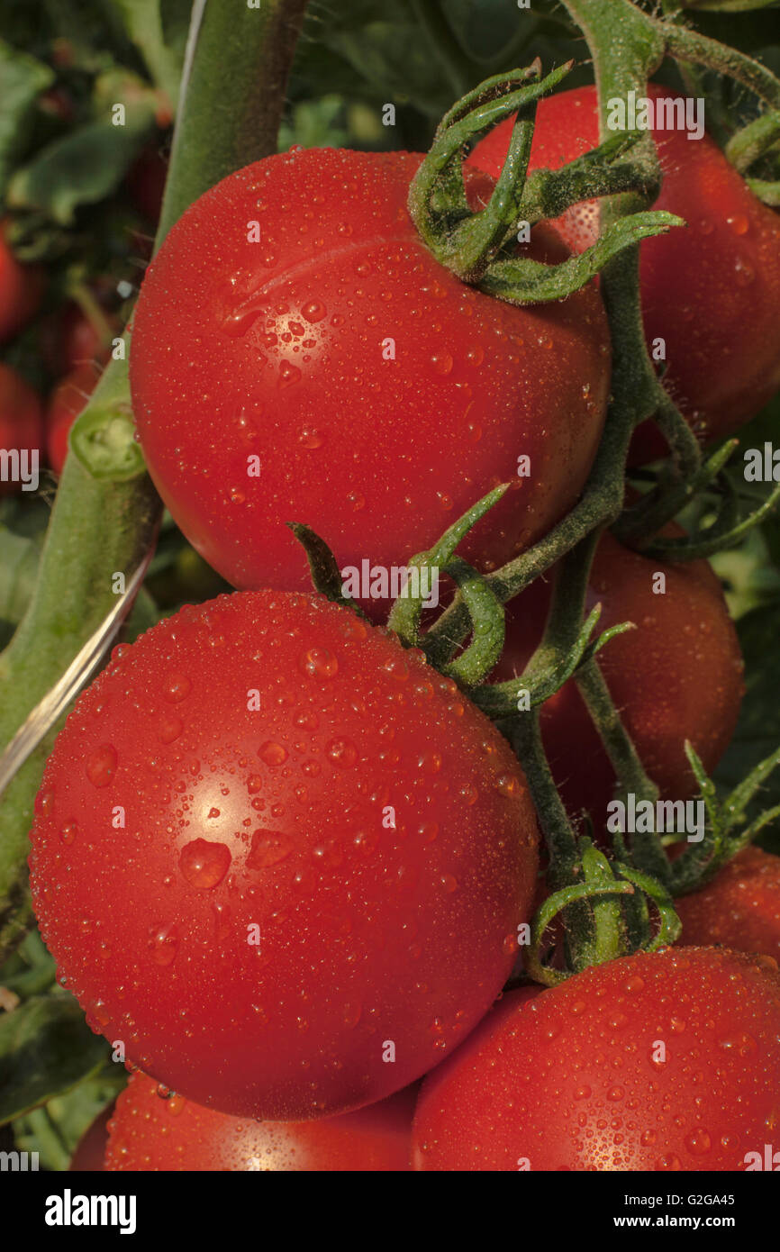 Rain drop on tomato hi-res stock photography and images - Alamy